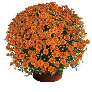 Syngenta Flowers Garden Mums Unrooted - Griffin Greenhouse Supplies