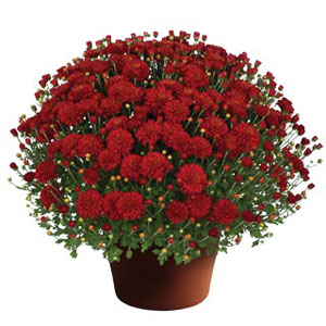 Syngenta Flowers Garden Mums Unrooted - Griffin Greenhouse Supplies