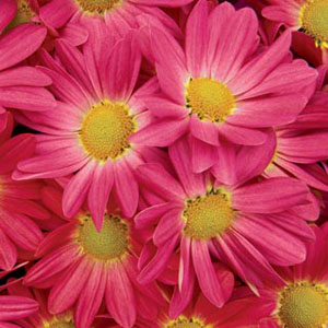 Aris/Green Leaf Pot Mums Rooted - Griffin Greenhouse Supplies