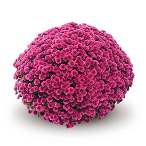 Gediflora Mums Unrooted - Griffin Greenhouse Supplies