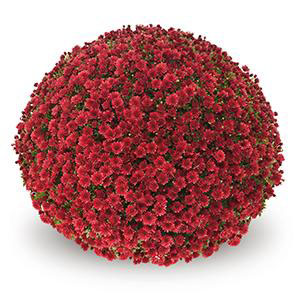 Gediflora Mums Unrooted - Griffin Greenhouse Supplies