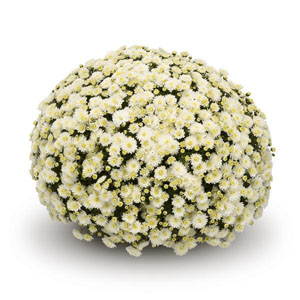 Gediflora Mums Unrooted - Griffin Greenhouse Supplies