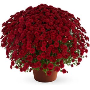 Syngenta Flowers Garden Mums Unrooted - Griffin Greenhouse Supplies