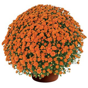 Syngenta Flowers Garden Mums Unrooted - Griffin Greenhouse Supplies