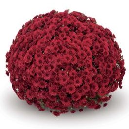 Gediflora Mums Unrooted - Griffin Greenhouse Supplies