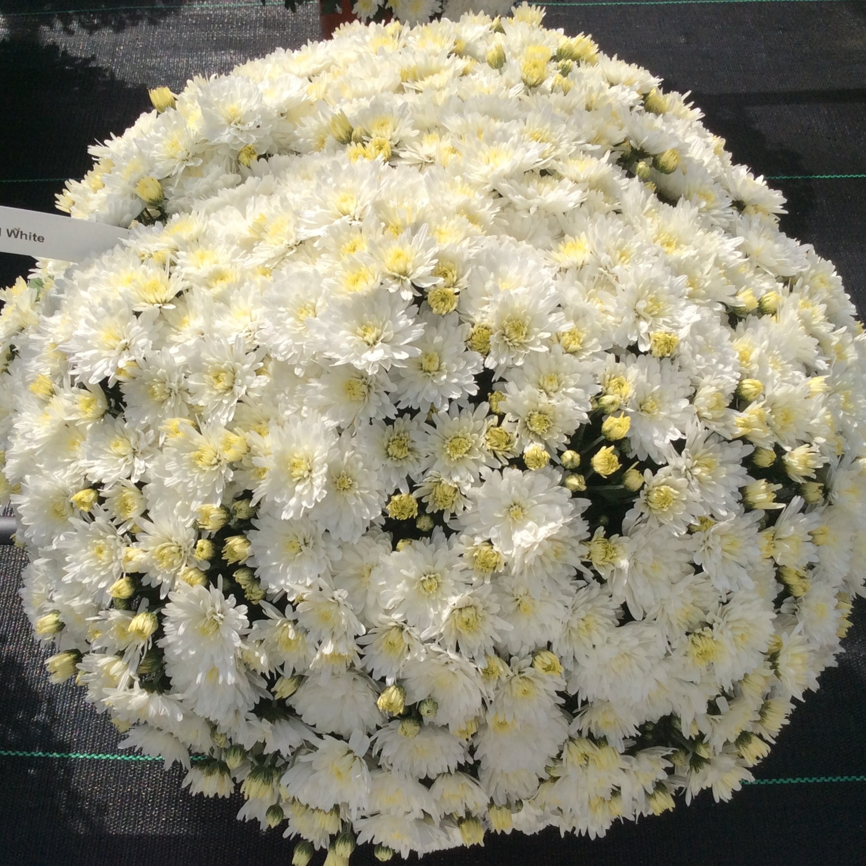 Gediflora Mums Unrooted - Griffin Greenhouse Supplies