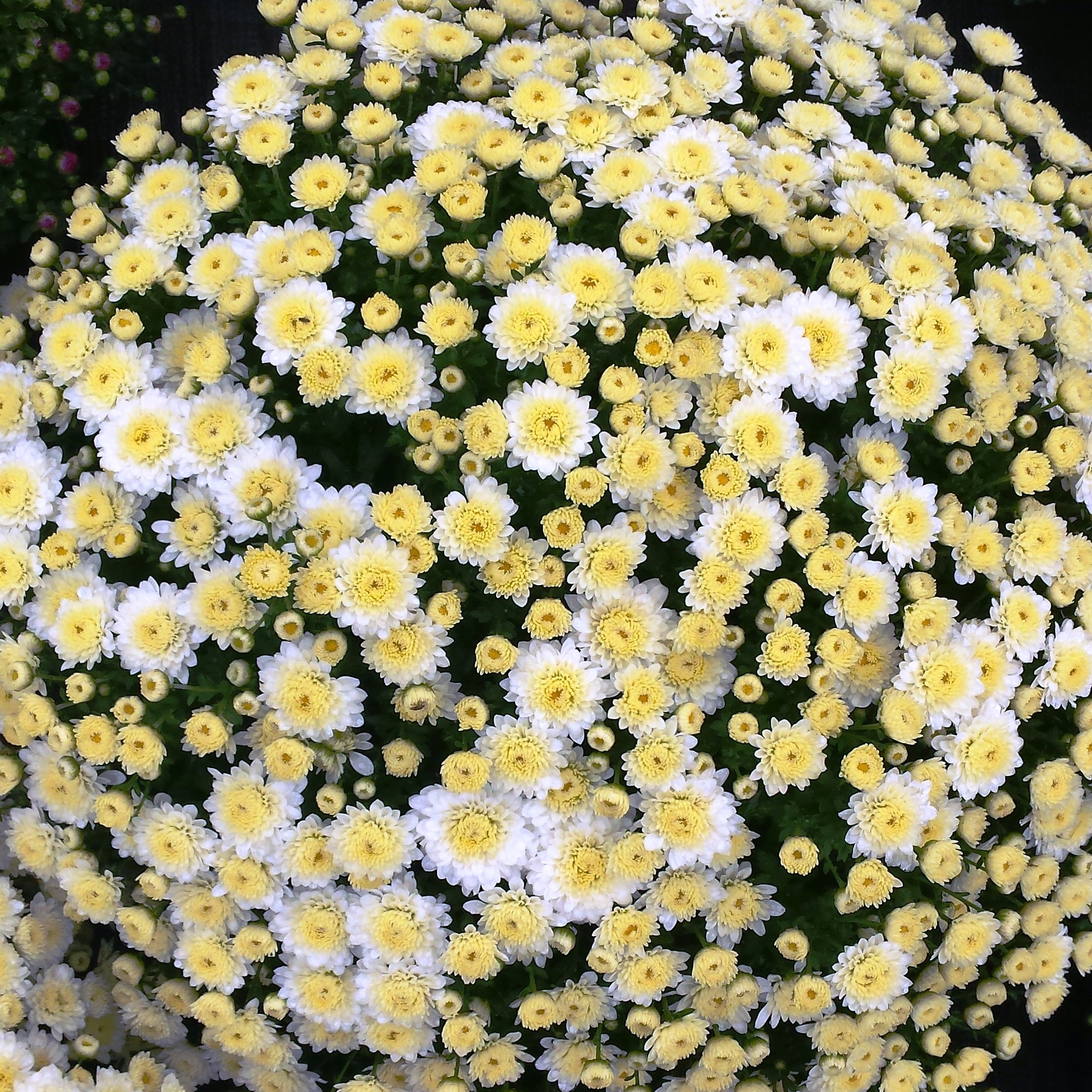 Gediflora Mums Unrooted - Griffin Greenhouse Supplies