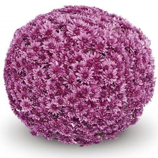Gediflora Mums Unrooted - Griffin Greenhouse Supplies