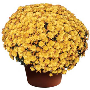 Syngenta Flowers Garden Mums Unrooted - Griffin Greenhouse Supplies
