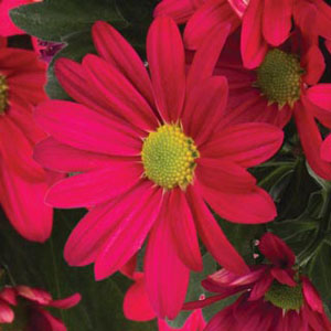 Aris/Green Leaf Pot Mums Rooted - Griffin Greenhouse Supplies