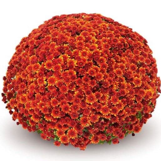 Gediflora Mums Unrooted - Griffin Greenhouse Supplies