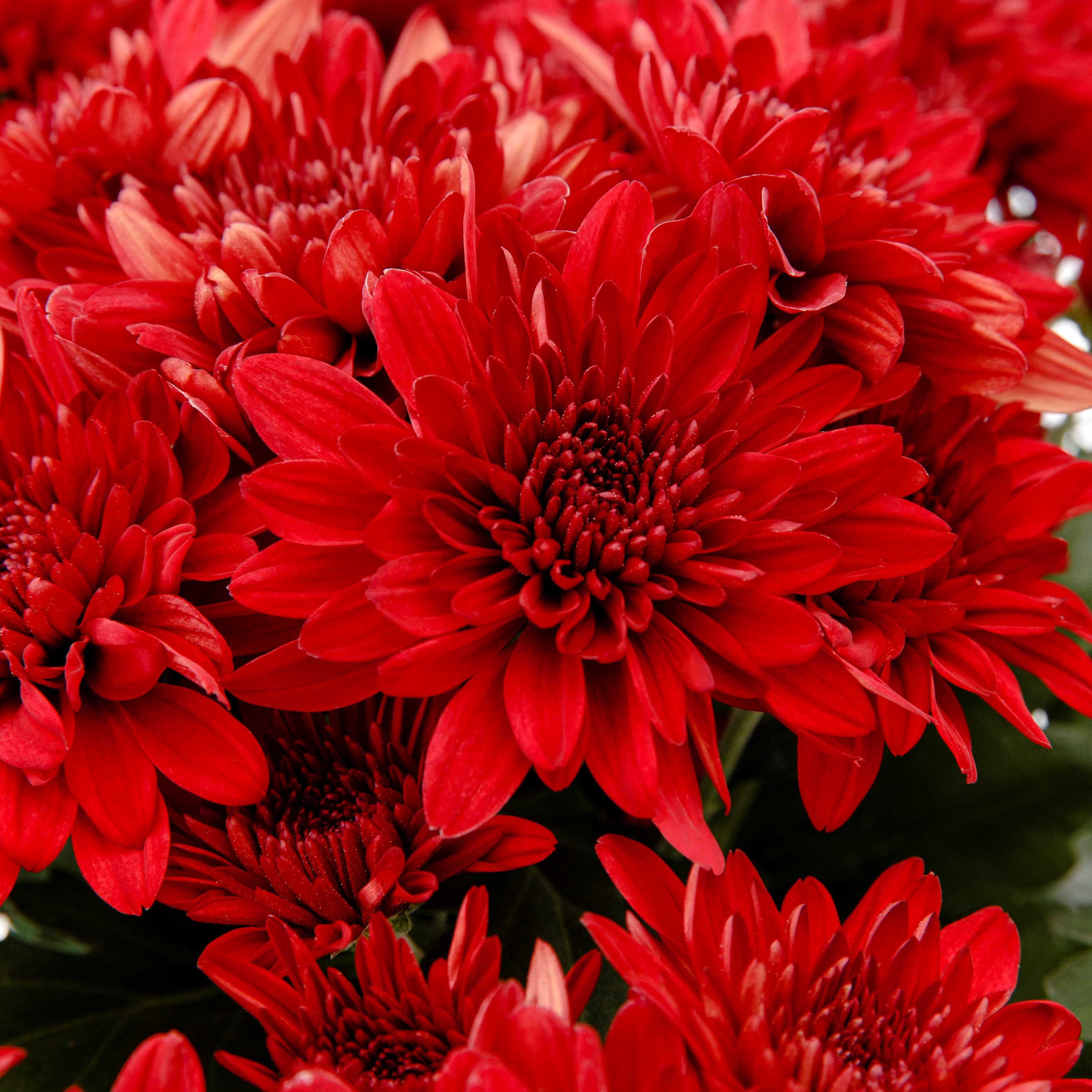 Syngenta Flowers Pot Mums Unrooted without Hormone - Griffin Greenhouse ...