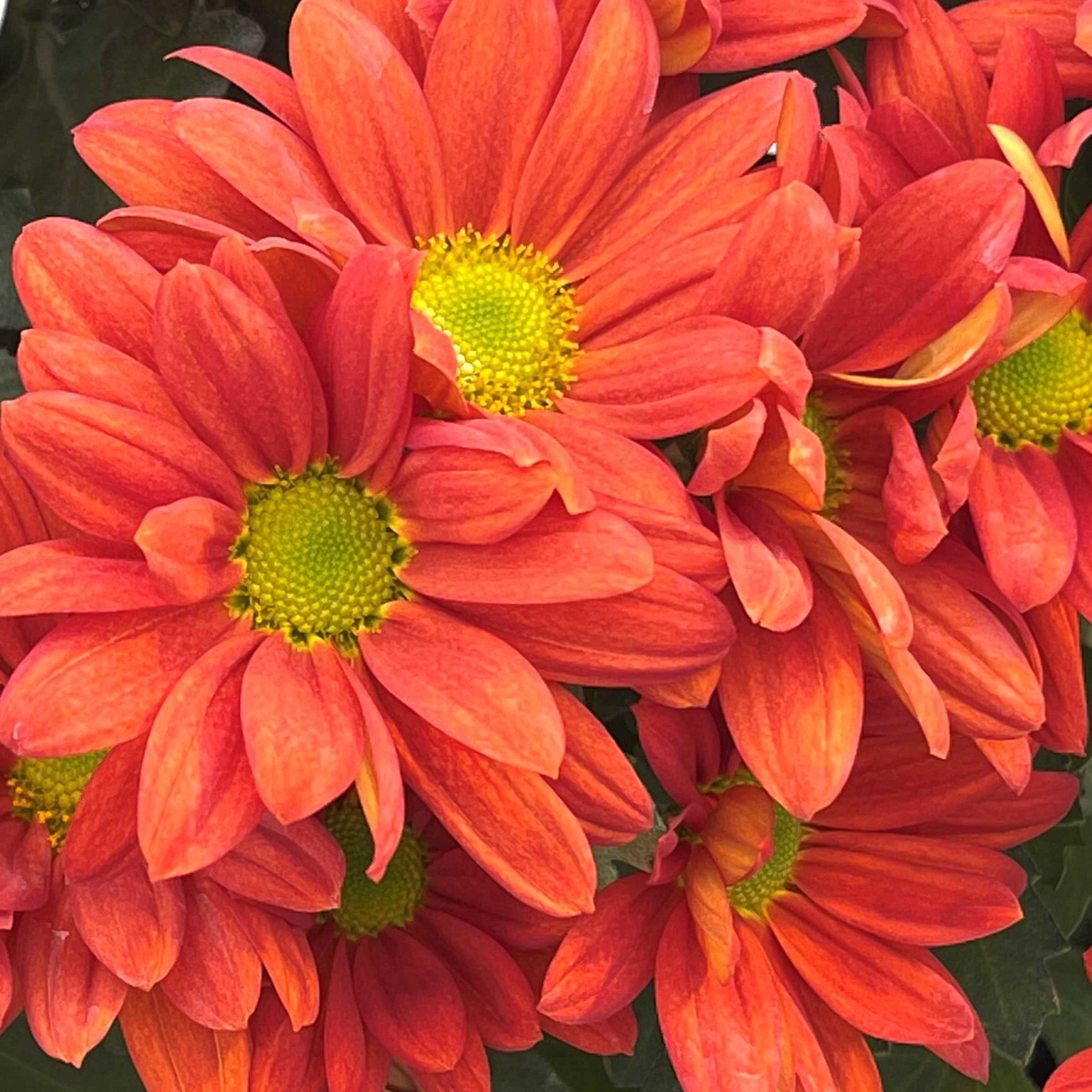 Aris/Green Leaf Pot Mums Rooted - Griffin Greenhouse Supplies