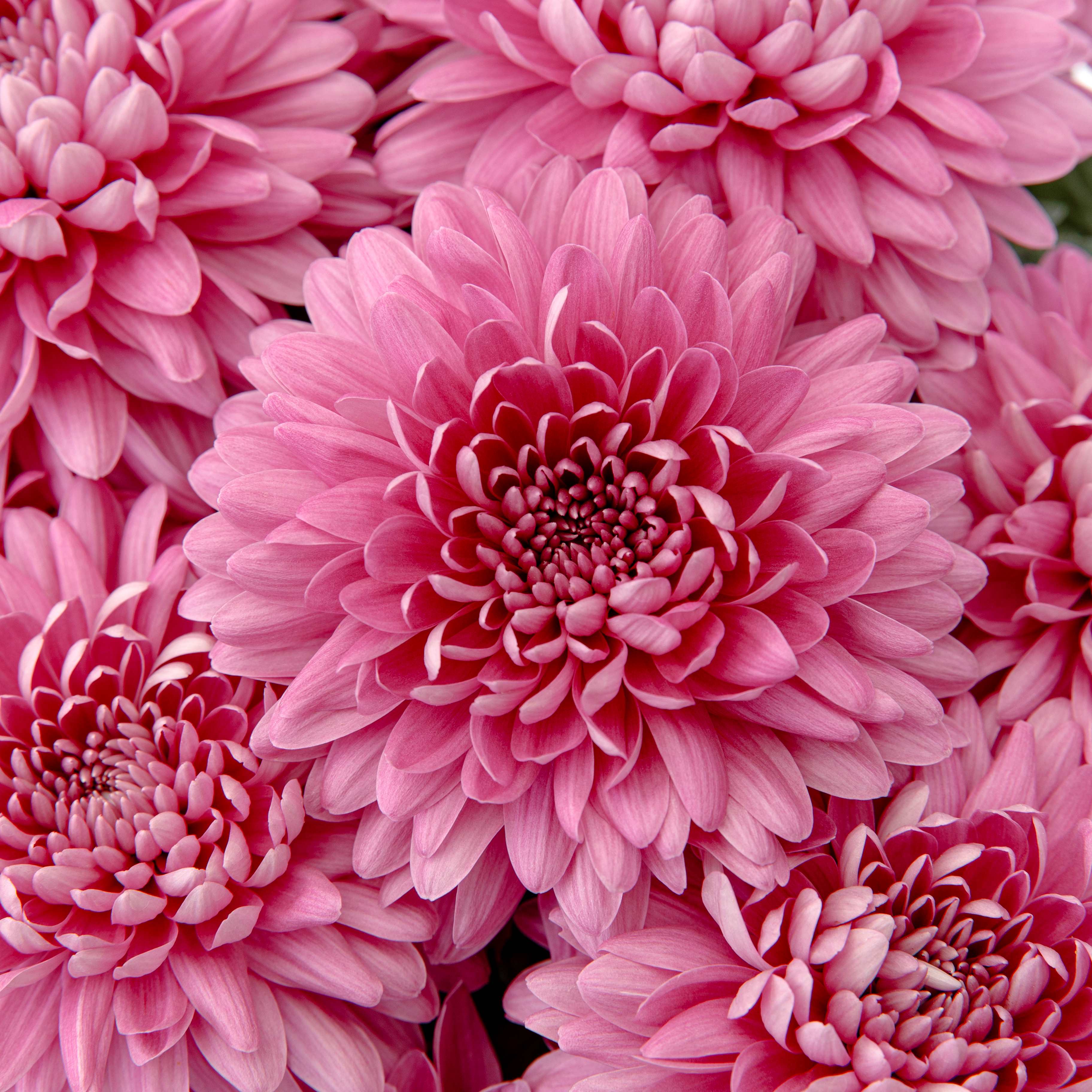 Aris/Green Leaf Pot Mums Rooted - Griffin Greenhouse Supplies