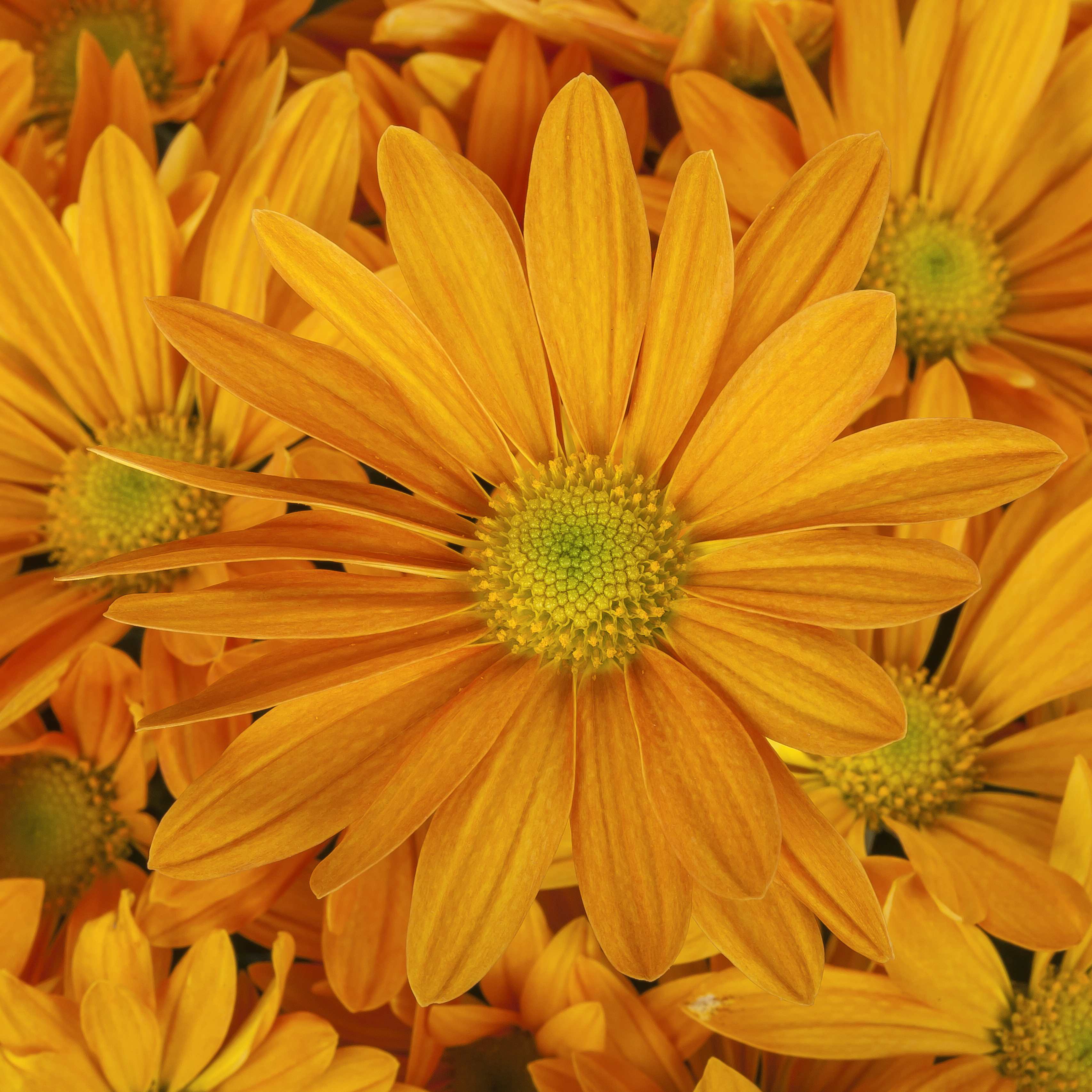 Aris/Green Leaf Pot Mums Rooted - Griffin Greenhouse Supplies