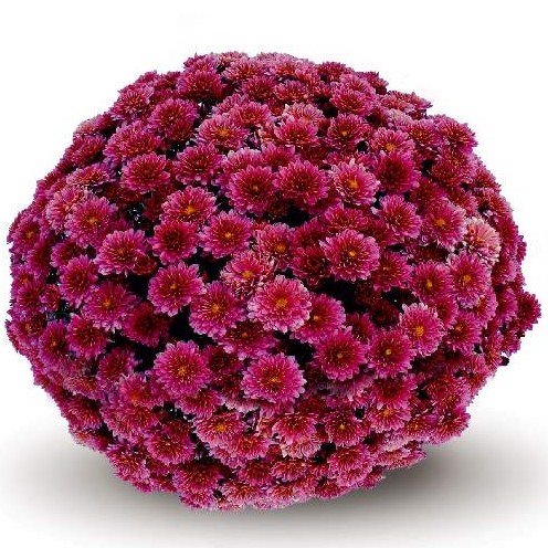 Gediflora Mums Unrooted - Griffin Greenhouse Supplies