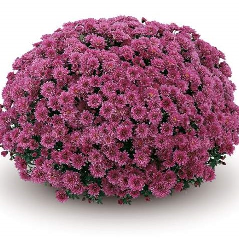 Gediflora Mums Unrooted - Griffin Greenhouse Supplies