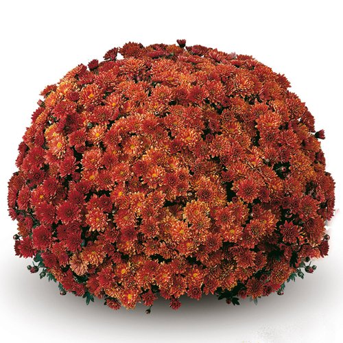 Gediflora Mums Unrooted - Griffin Greenhouse Supplies