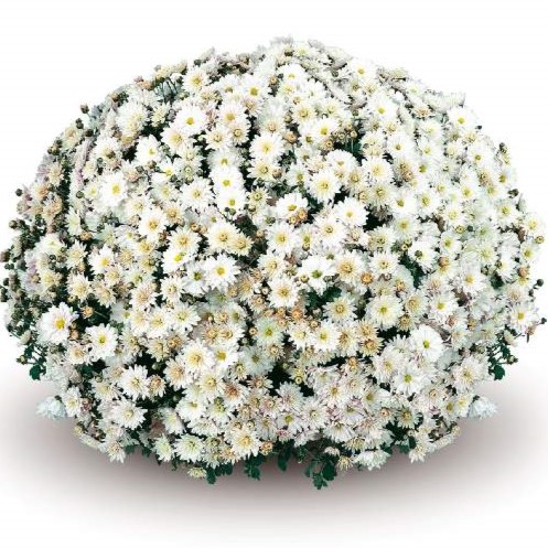 Gediflora Mums Unrooted - Griffin Greenhouse Supplies