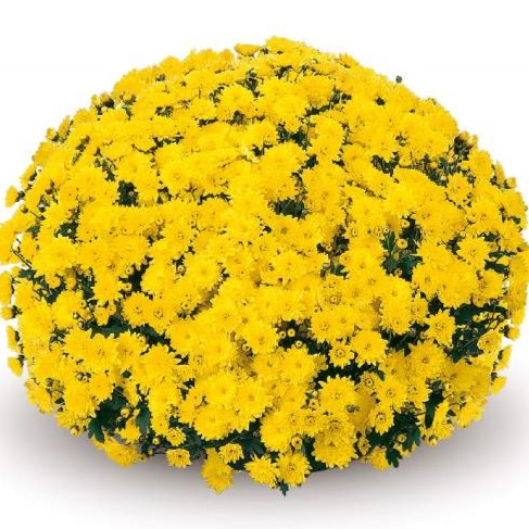 Gediflora Mums Unrooted - Griffin Greenhouse Supplies
