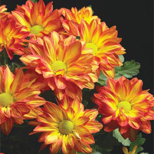 Syngenta Flowers Pot Mums Unrooted without Hormone - Griffin Greenhouse ...