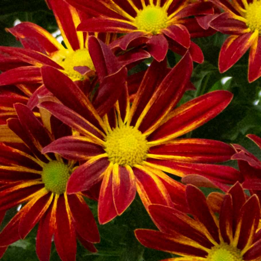 Aris/Green Leaf Pot Mums Rooted - Griffin Greenhouse Supplies