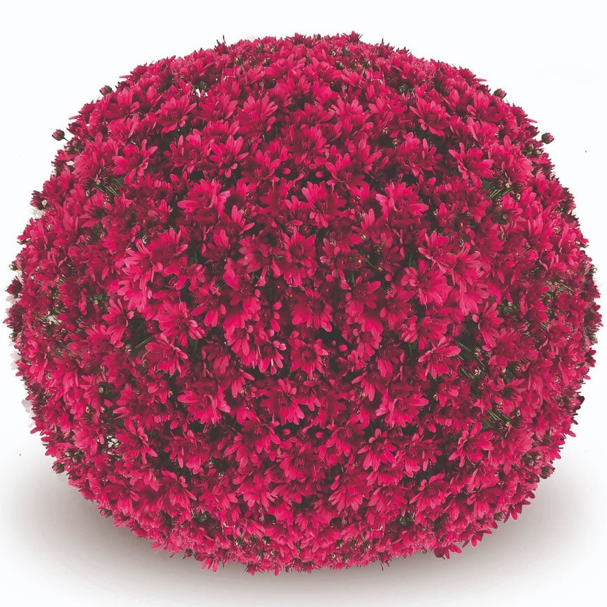 Gediflora Mums Unrooted - Griffin Greenhouse Supplies