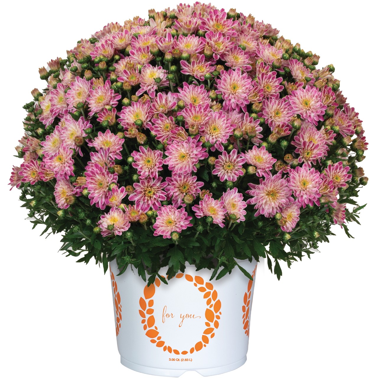 Chrysanthemum Peppermint Passion Pink 104/100 URC - Griffin Greenhouse ...