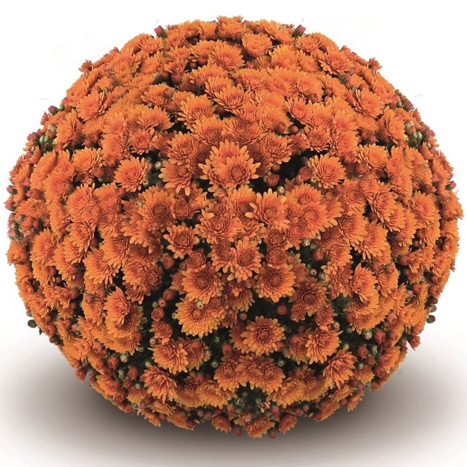 Gediflora Mums Unrooted - Griffin Greenhouse Supplies