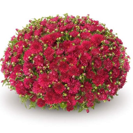 Gediflora Mums Unrooted - Griffin Greenhouse Supplies