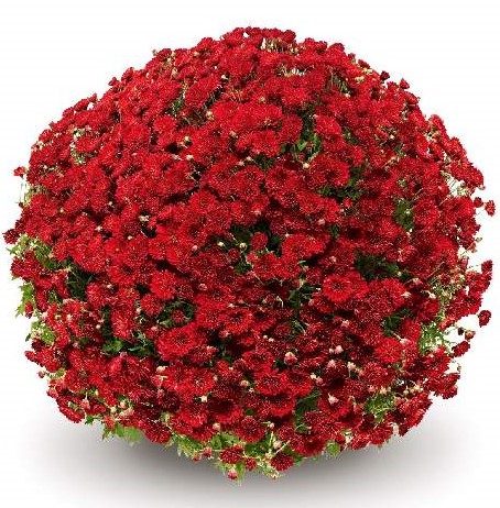 Gediflora Mums Unrooted - Griffin Greenhouse Supplies