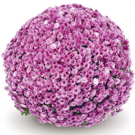 Gediflora Mums Unrooted - Griffin Greenhouse Supplies