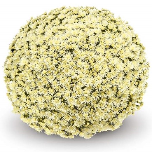 Mast Young Plants Rooted Mums - Griffin Greenhouse Supplies