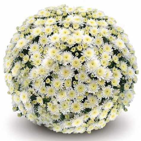 Gediflora Mums Unrooted - Griffin Greenhouse Supplies