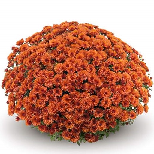 Gediflora Mums Unrooted - Griffin Greenhouse Supplies