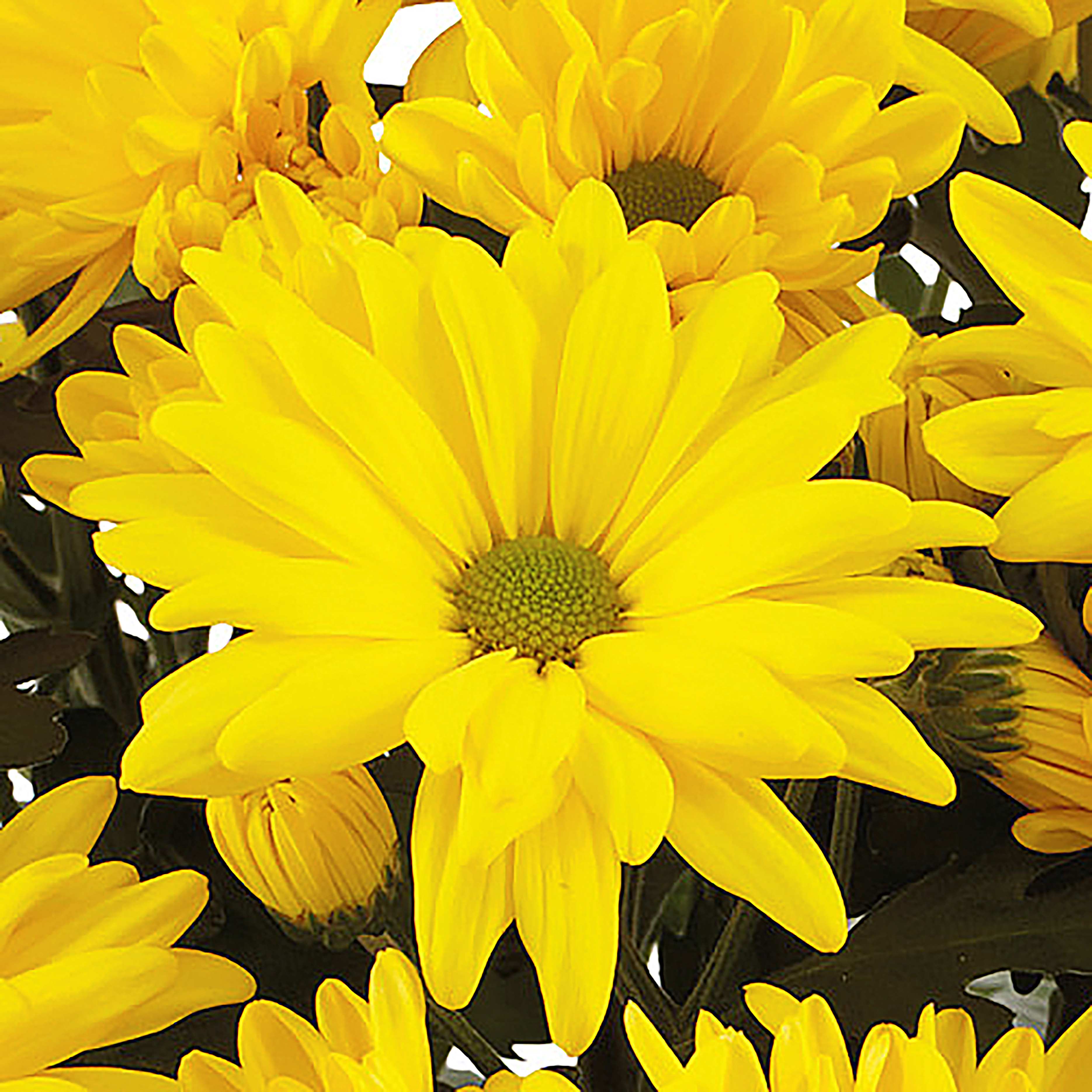 Aris/Green Leaf Pot Mums Rooted - Griffin Greenhouse Supplies