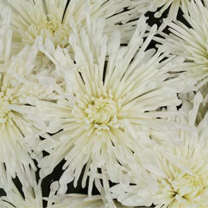 Aris/Green Leaf Pot Mums Rooted - Griffin Greenhouse Supplies