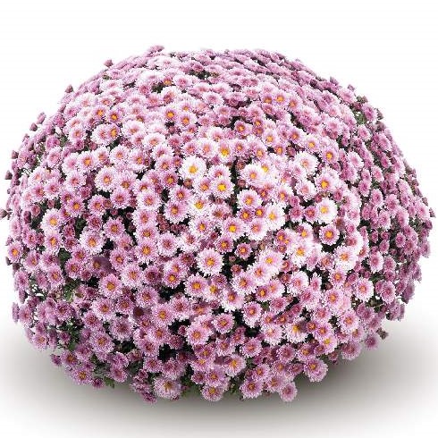 Gediflora Mums Unrooted - Griffin Greenhouse Supplies