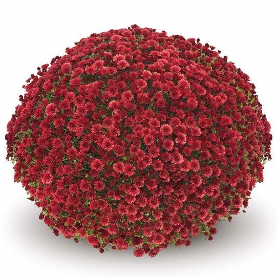 Gediflora Mums Unrooted - Griffin Greenhouse Supplies