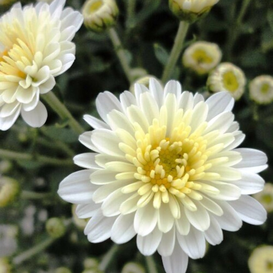 Gediflora Mums Unrooted - Griffin Greenhouse Supplies
