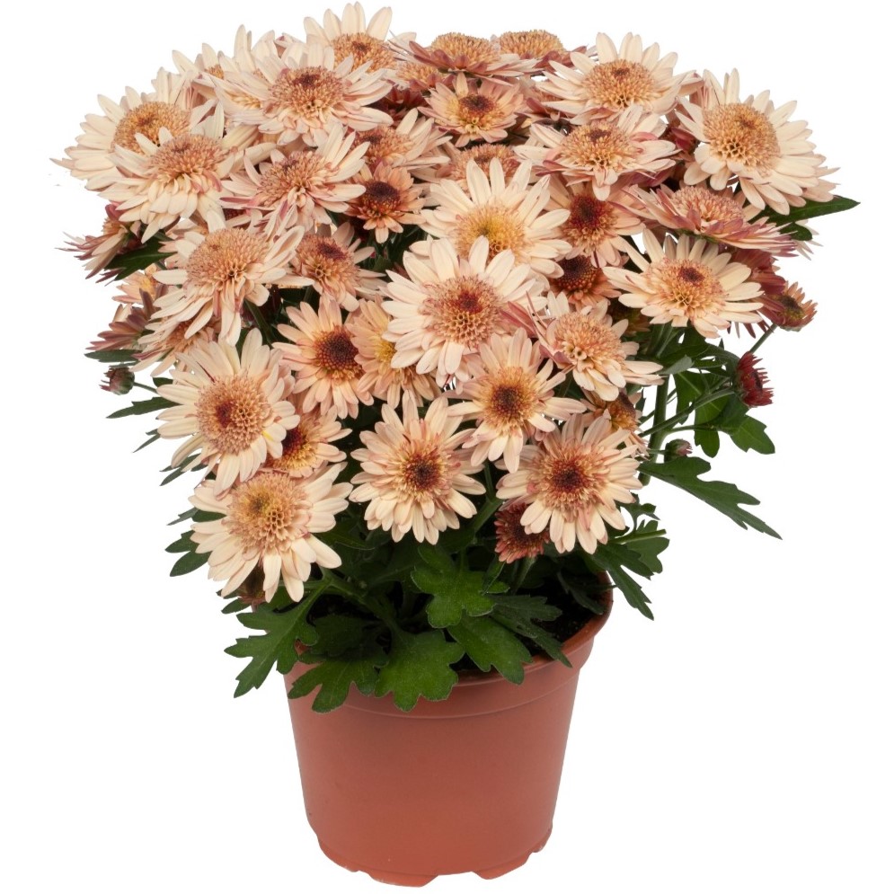 Dummen Orange Pot Mums Unrooted - Griffin Greenhouse Supplies