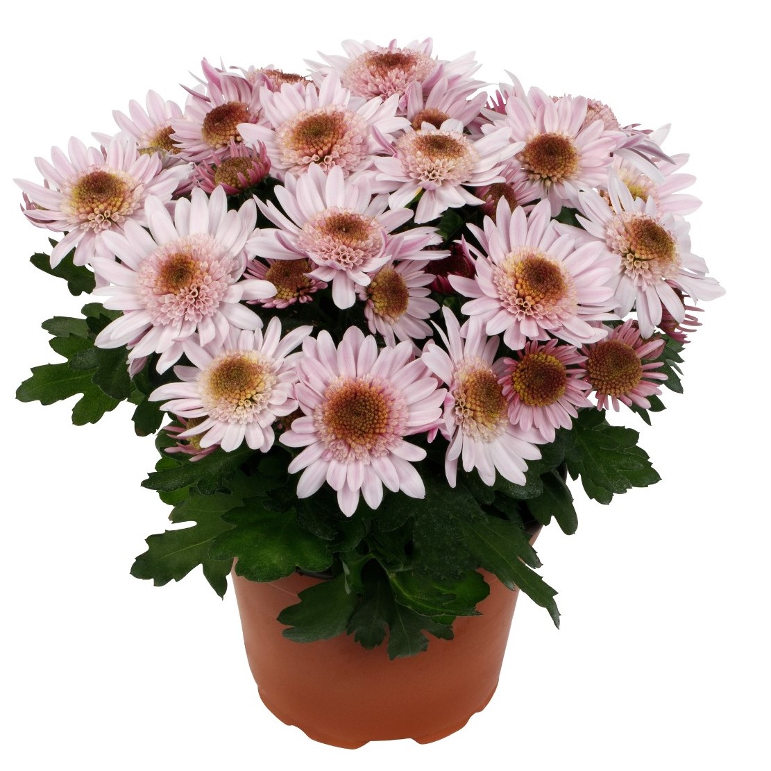 Dummen Orange Pot Mums Unrooted - Griffin Greenhouse Supplies