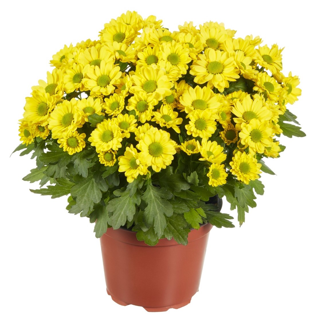 Dummen Orange Pot Mums Unrooted - Griffin Greenhouse Supplies