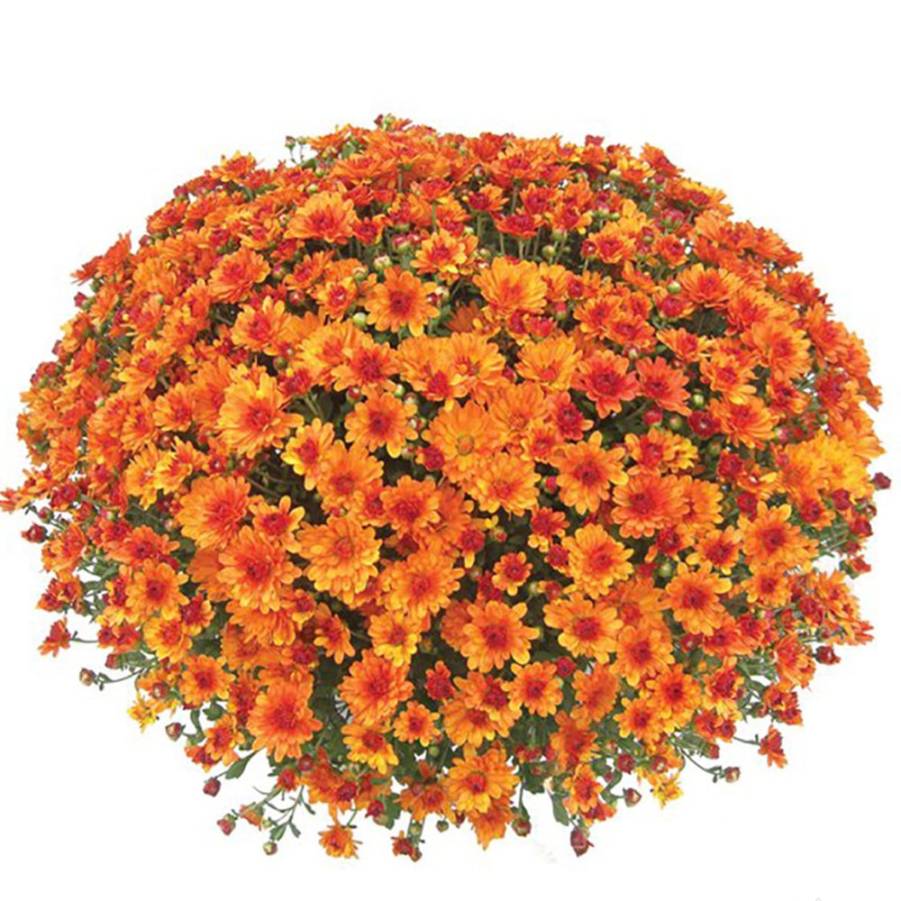 Gediflora Mums Unrooted - Griffin Greenhouse Supplies