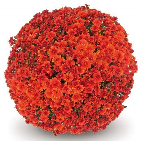 Raker-Roberta's Mums Rooted 162/160 Tray - Griffin Greenhouse Supplies