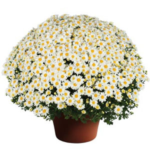 Syngenta Flowers Garden Mums Unrooted - Griffin Greenhouse Supplies