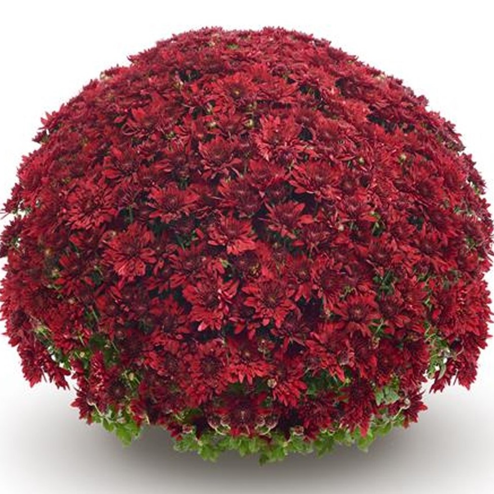 Gediflora Mums Unrooted - Griffin Greenhouse Supplies