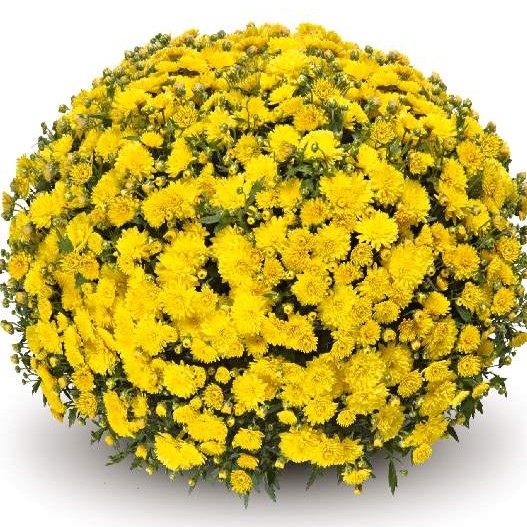 Gediflora Mums Unrooted - Griffin Greenhouse Supplies