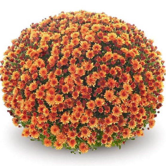 Gediflora Mums Unrooted - Griffin Greenhouse Supplies