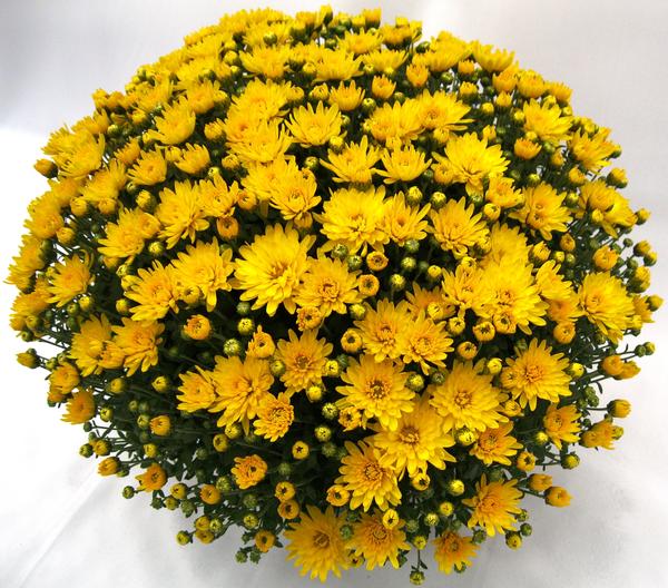 Gediflora Mums Unrooted - Griffin Greenhouse Supplies
